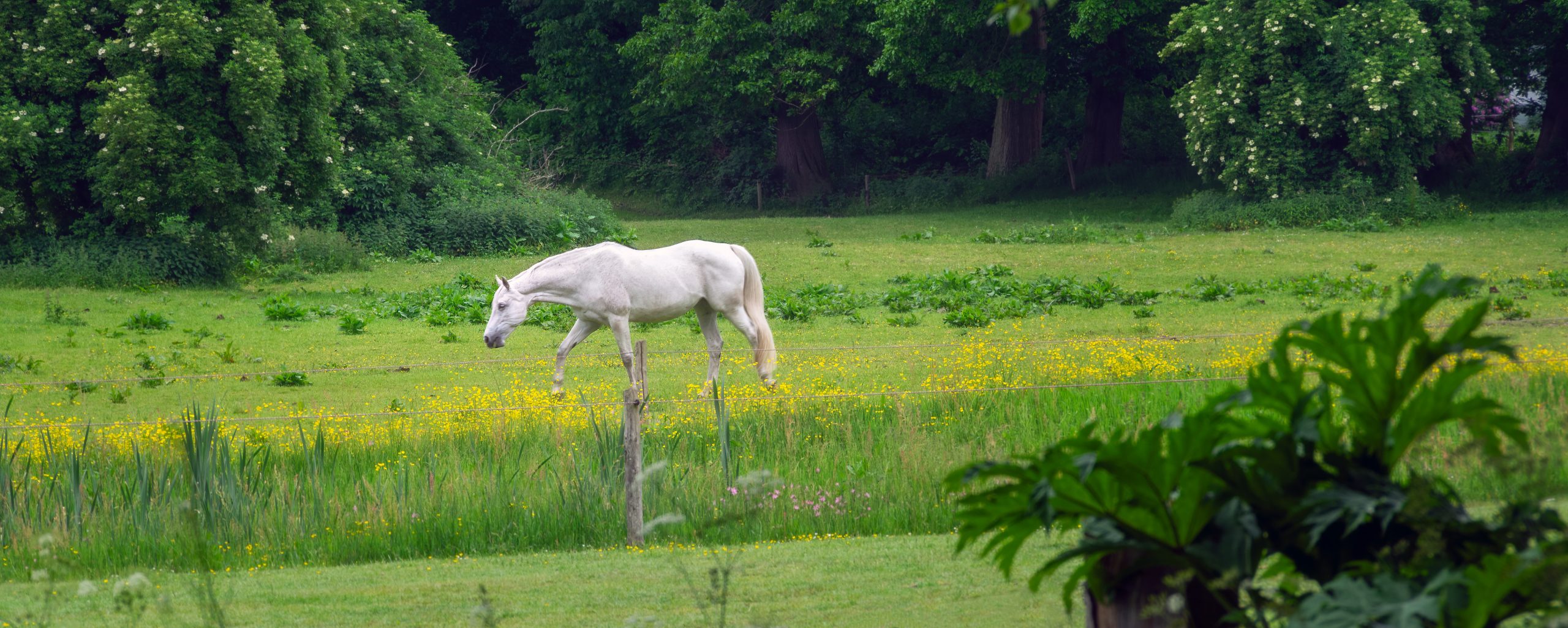 Gevolgen van niet erkende natuurlijke scheefheid van het paard - De ...